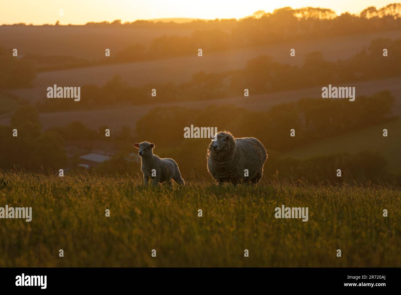 Ewe with her lamb-Ovis aries on the South Downs National Park at sunset ...