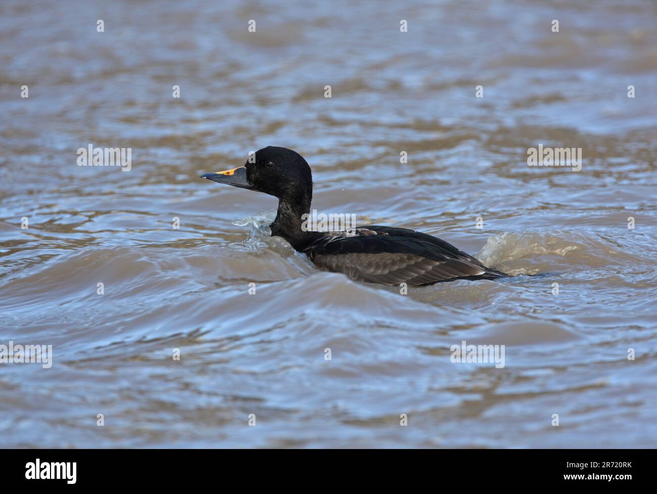 Common Scoter (Melanitta nigra) first summer male at sea Eccles-on-Sea ...