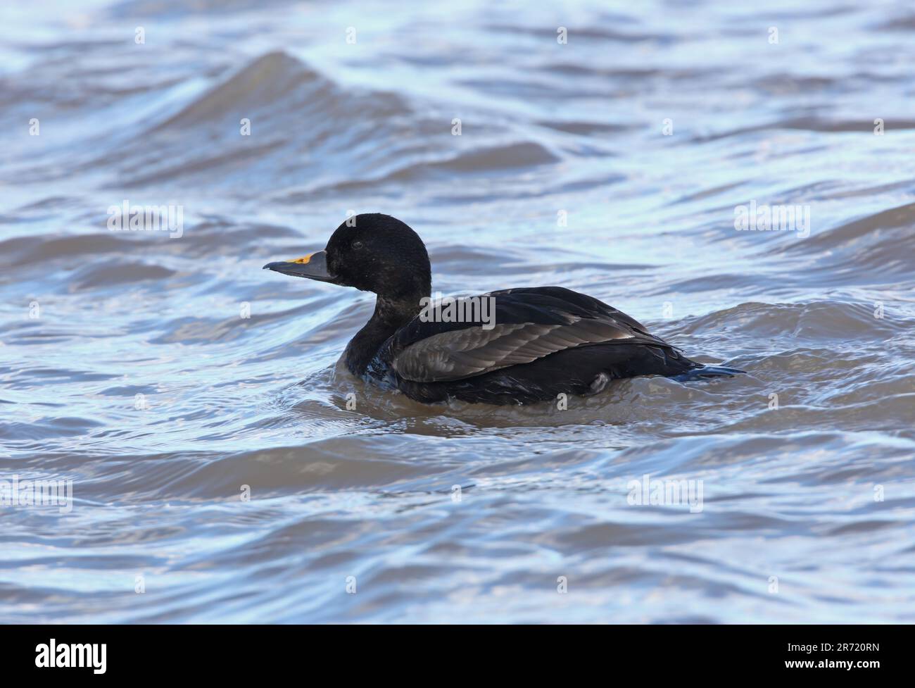 Common Scoter (Melanitta nigra) first summer male at sea Eccles-on-Sea ...
