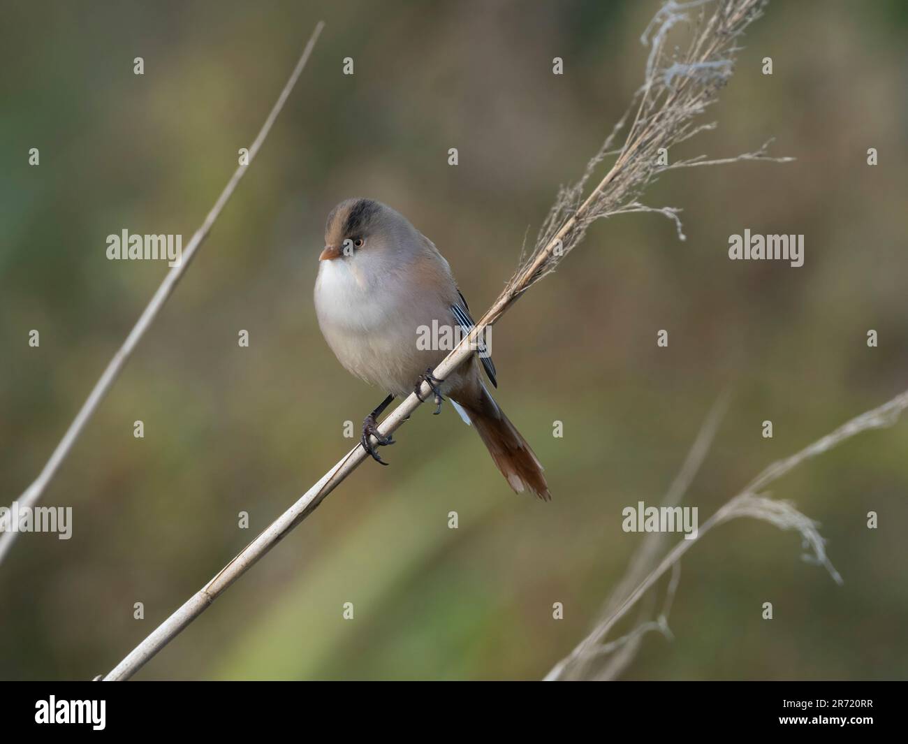 Bearded reedling female hi-res stock photography and images - Alamy