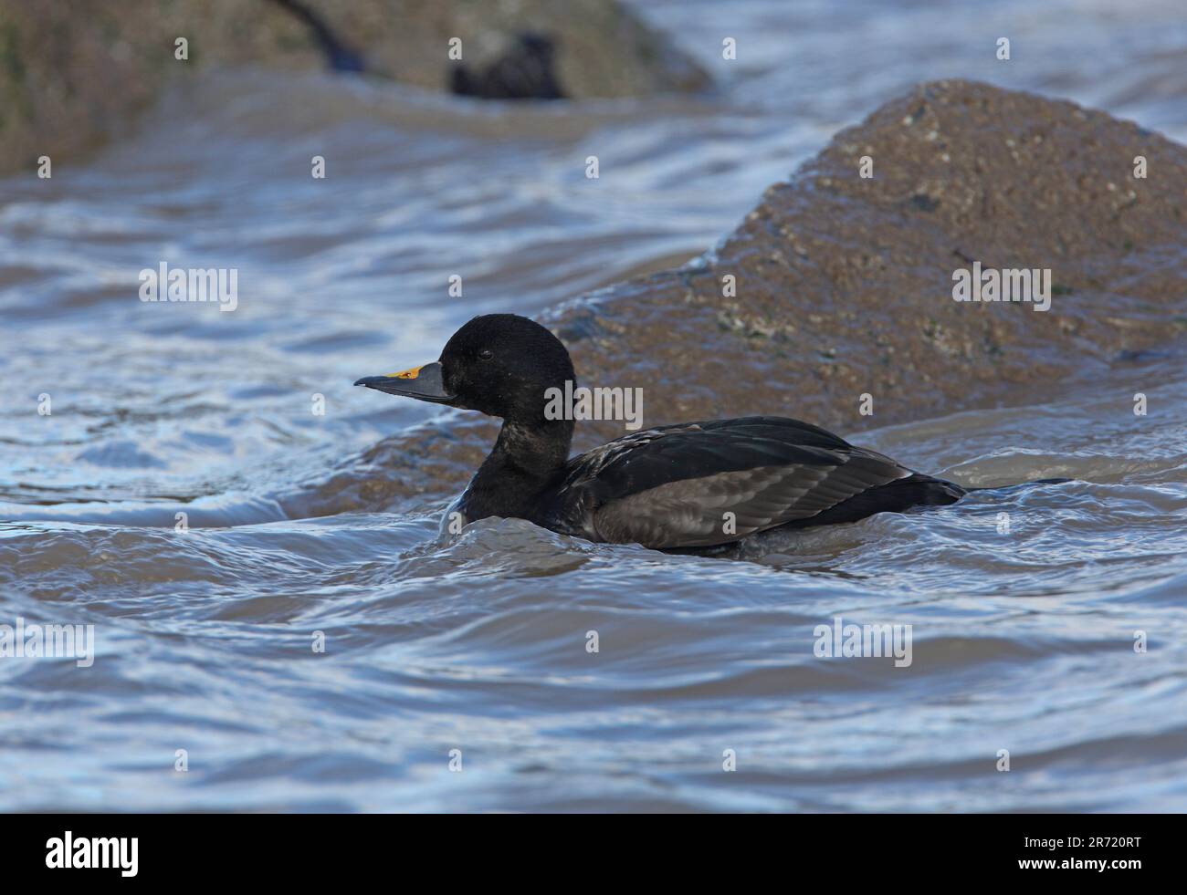 Common Scoter (Melanitta nigra) first summer male at sea swimming past ...