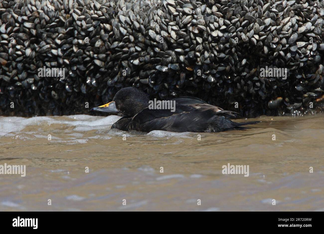 Common Scoter (Melanitta nigra) first summer male at sea by shellfish ...
