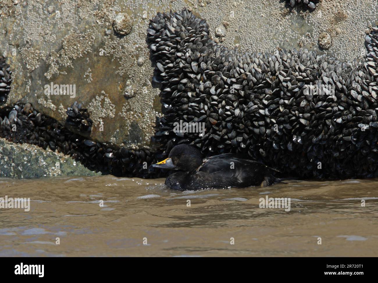 Common Scoter (Melanitta nigra) first summer male at sea by shellfish ...