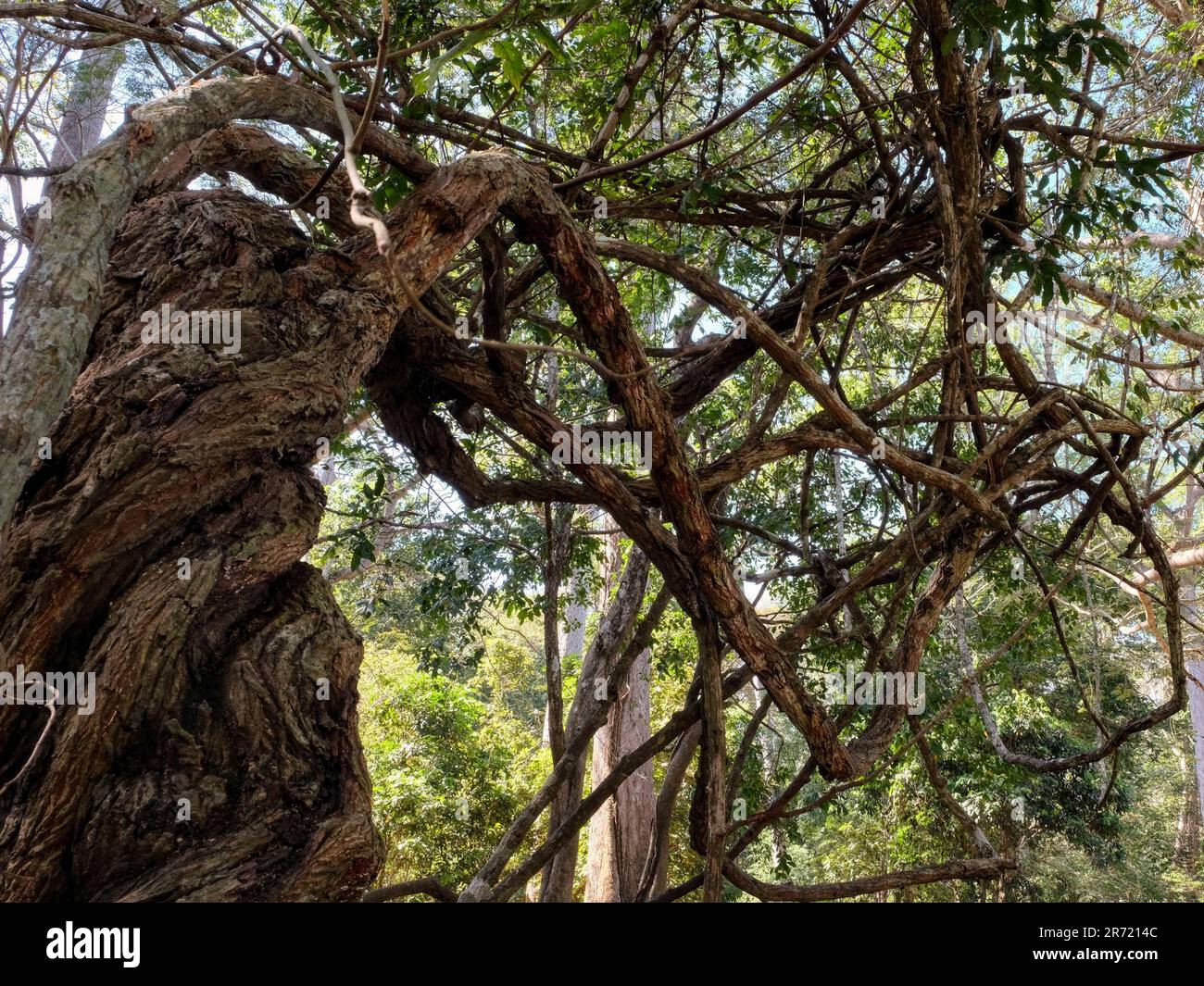 Creepy tree featuring a dramatically twisted and warped trunk Stock ...