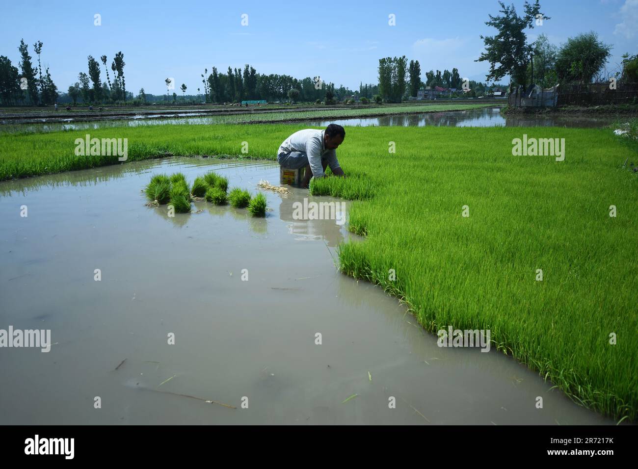 Traditional indian farming methods hi-res stock photography and images ...