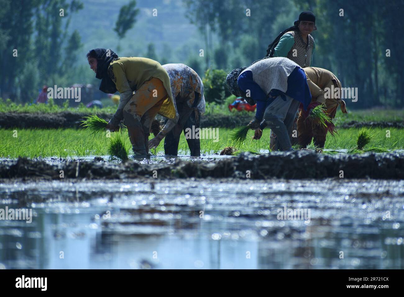 Making a paddy field hi-res stock photography and images - Alamy