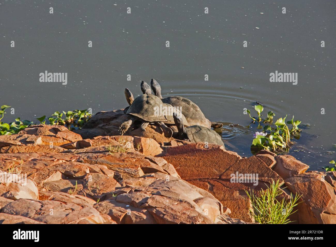 Sunbathing African Helmeted Turtles Pelomedusa subrufa 13509 Stock ...