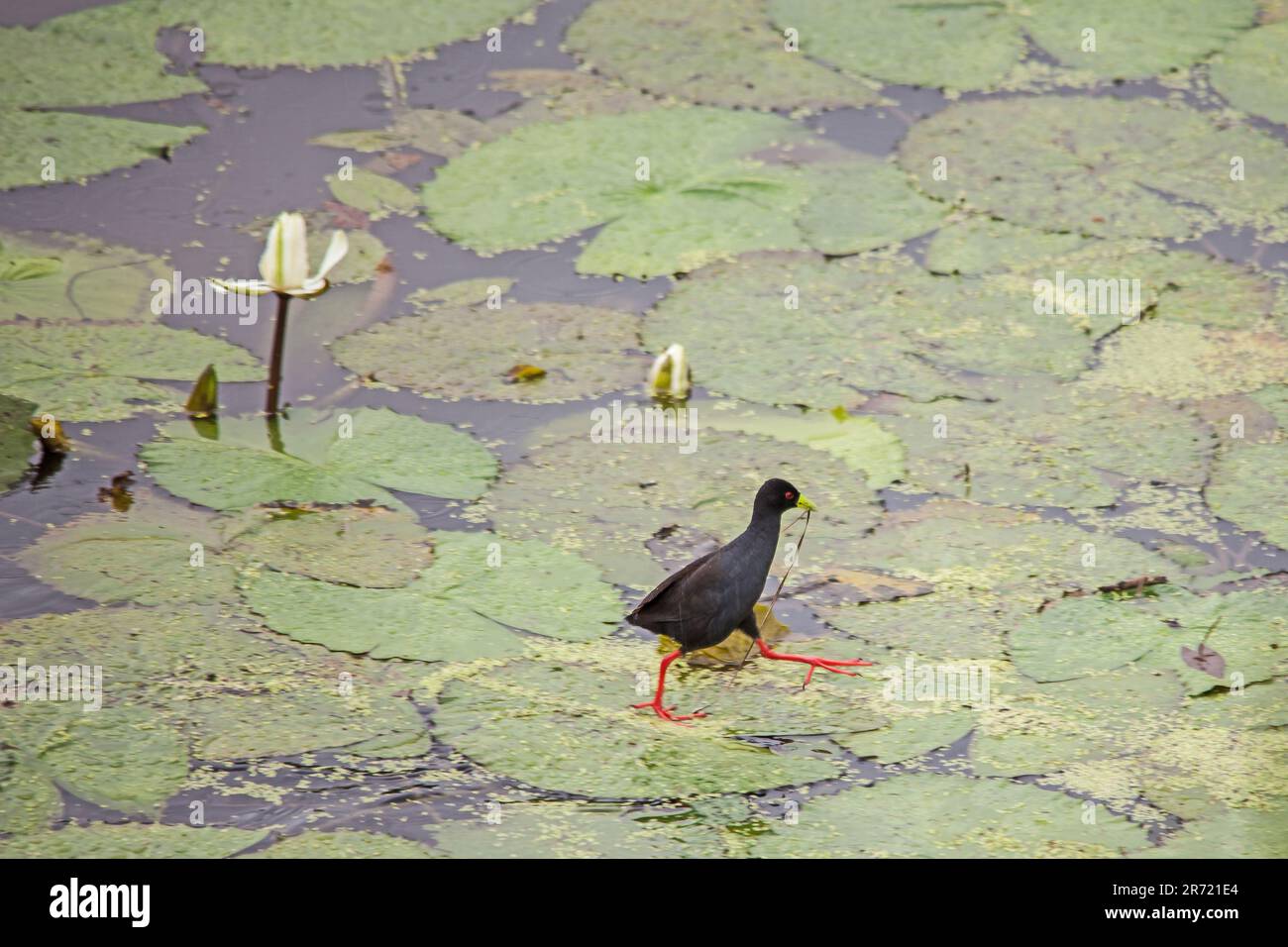 Gallinula angulata hi-res stock photography and images - Alamy
