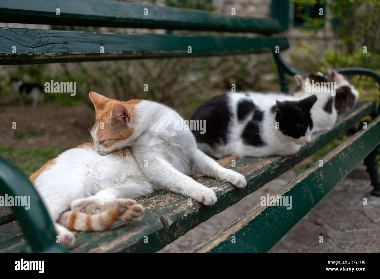 Kotor, Montenegro - A bench in Old Town occupied by stray cats Stock ...