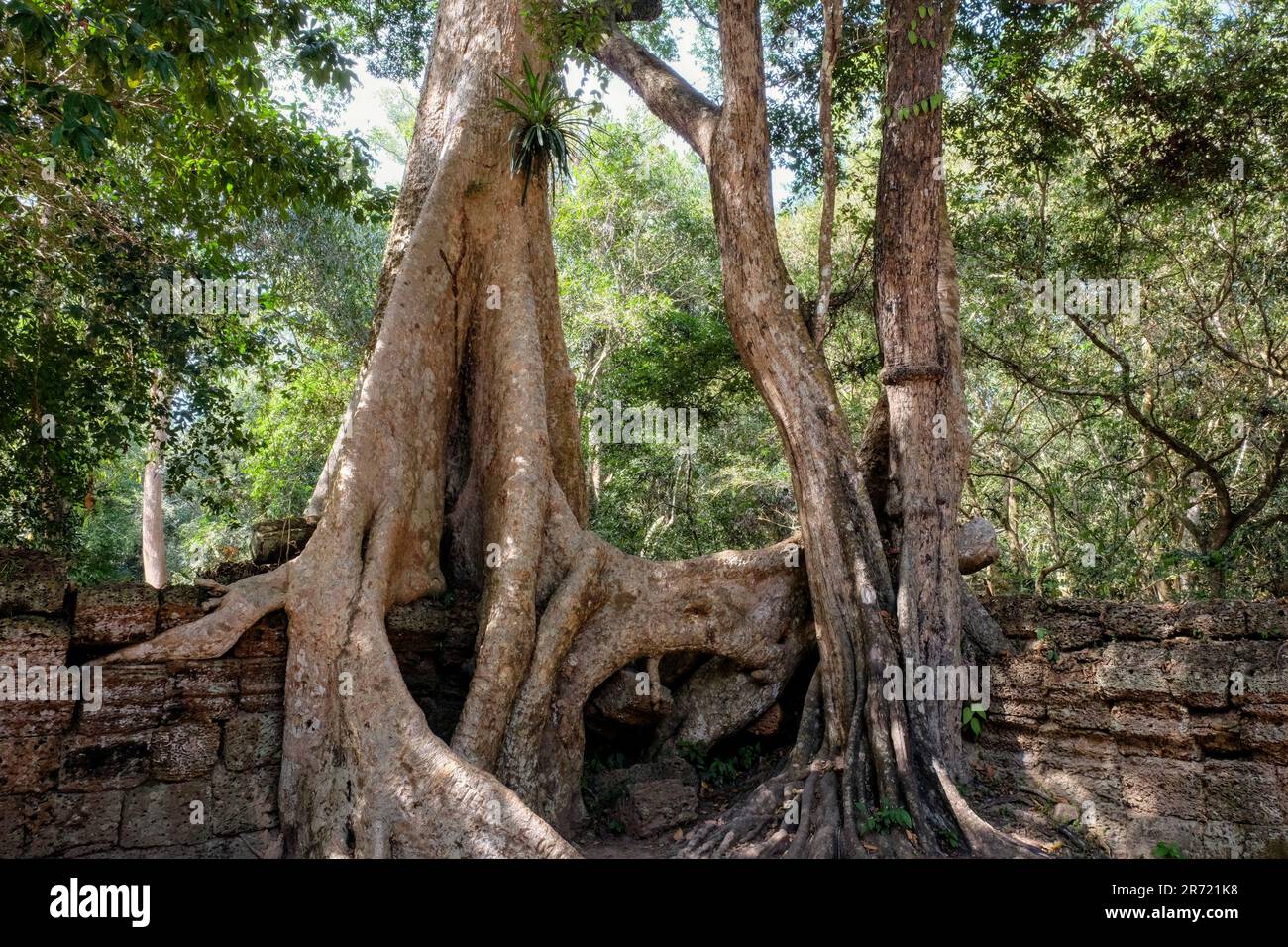 Giant mangled roots of a banyan tree, or walking ficus, in a Southeast ...