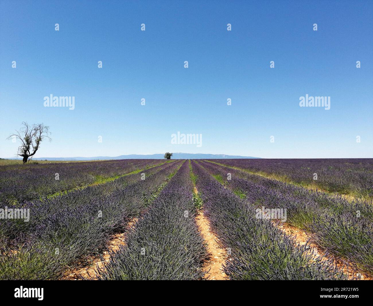 Lavender fields. plateau of valensole. france Stock Photo - Alamy
