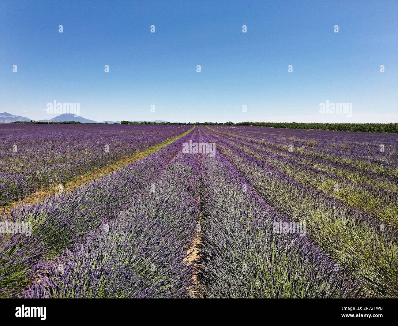 Lavender fields. plateau of valensole. france Stock Photo - Alamy