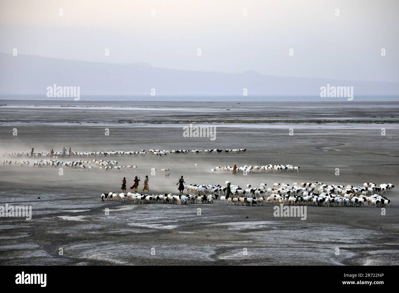Djibouti. Abbe lake area. flock of goats. Afar Stock Photo - Alamy