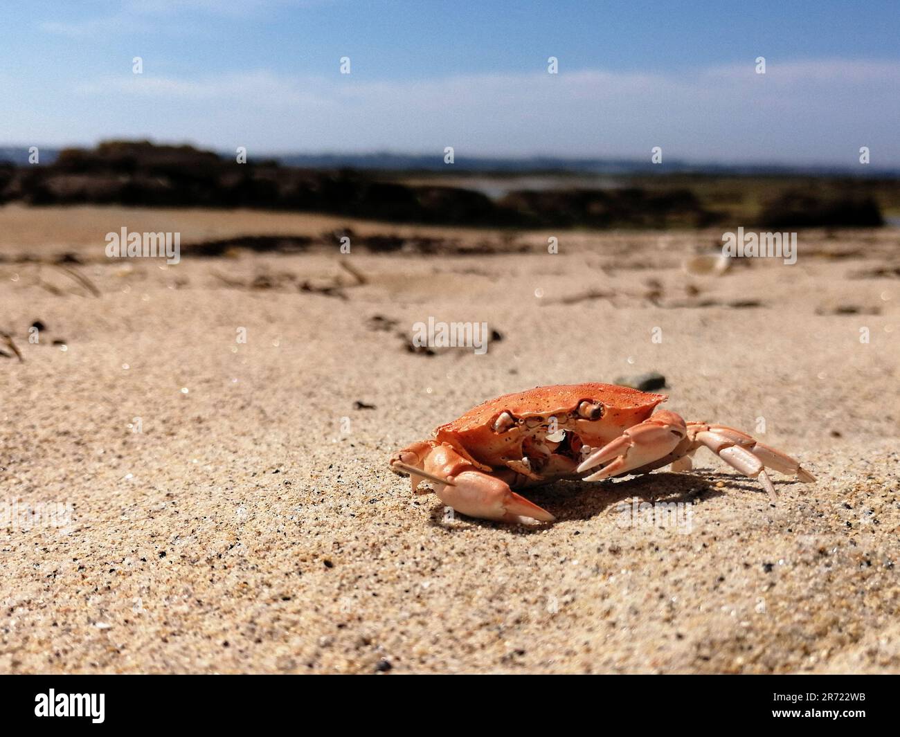 Crab sand beach animals in wild hi-res stock photography and images - Alamy