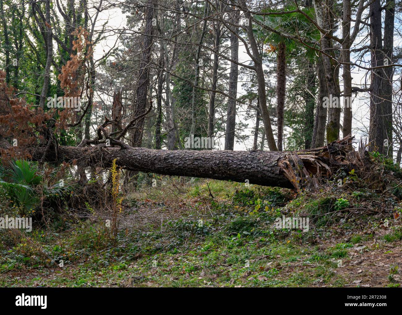 A pine tree broken by a storm in the rainforest Stock Photo - Alamy