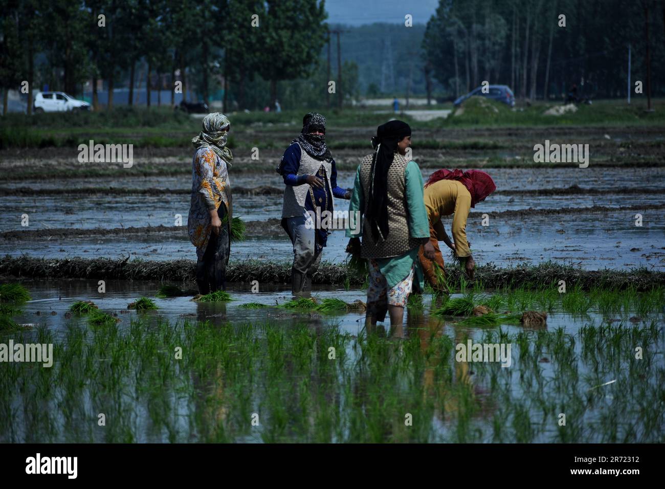 Paddy sowing 12 jpg hi-res stock photography and images - Alamy