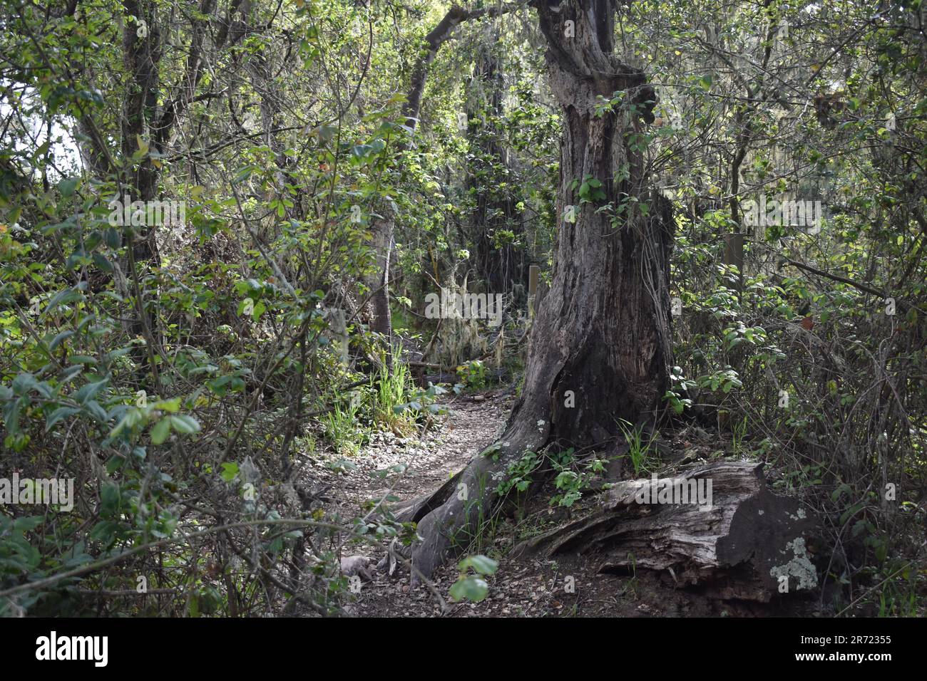 Secret forest path hi-res stock photography and images - Alamy