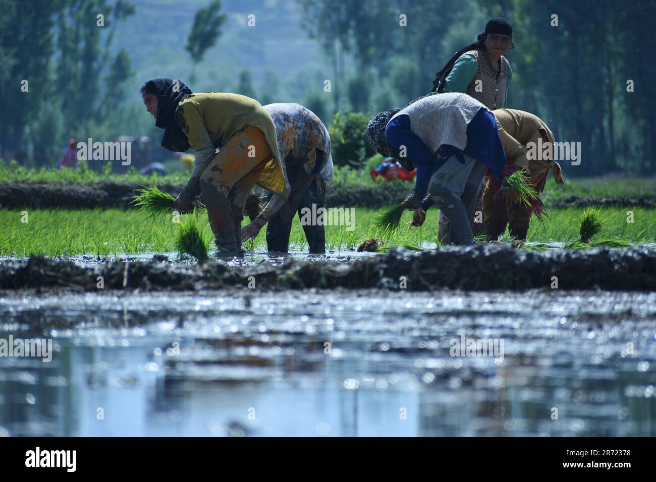 Paddy sowing 11 jpg hi-res stock photography and images - Alamy