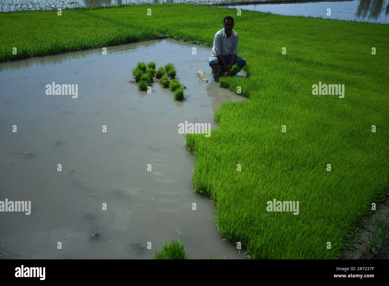 Traditional indian farming methods hi-res stock photography and images ...