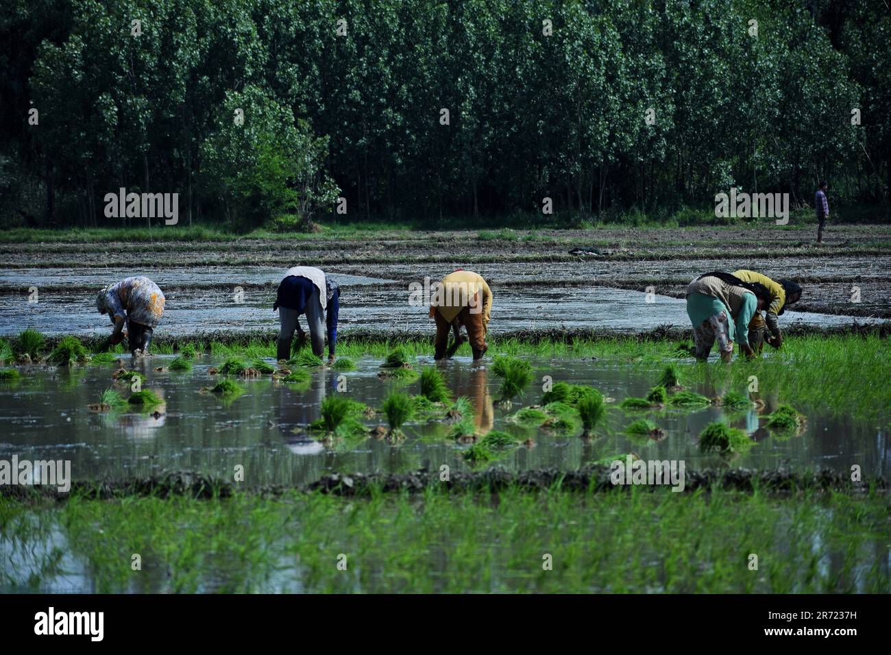 Indian women planting rice plants hi-res stock photography and images ...