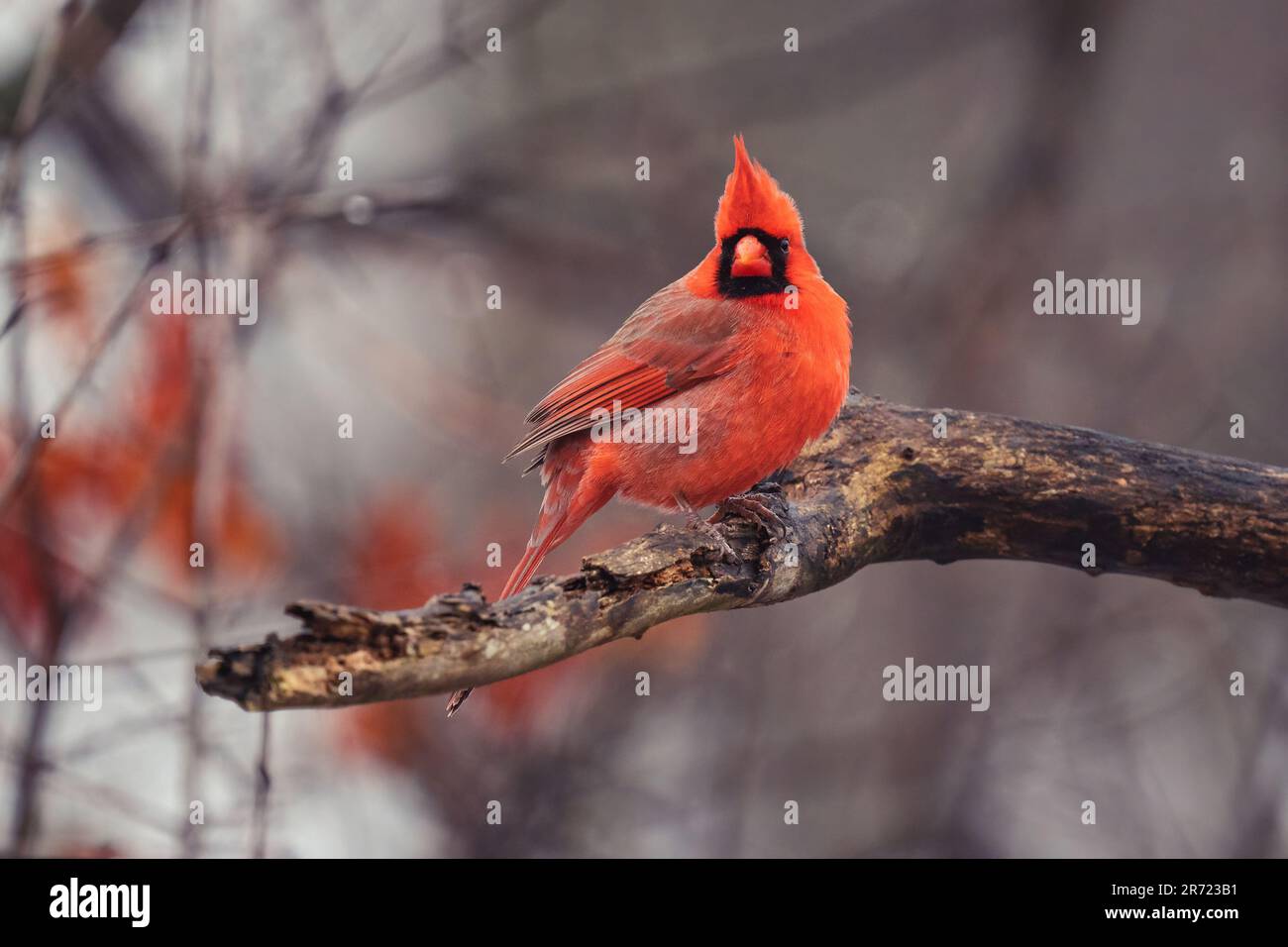 A cheerful small red cardinal perched atop a barren tree branch in a ...