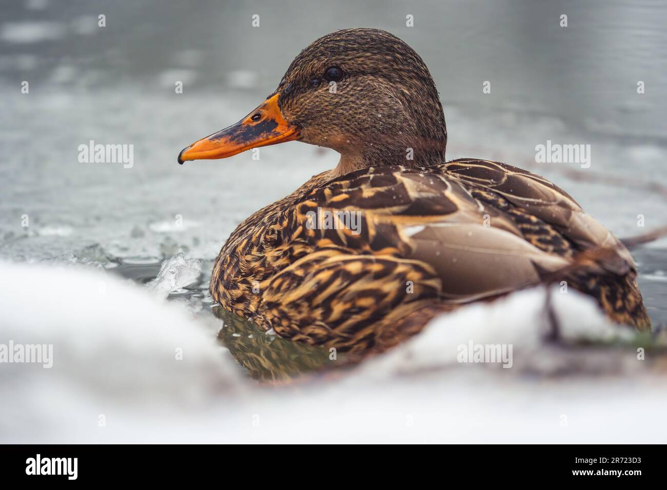 Ice on duck pond hi-res stock photography and images - Alamy