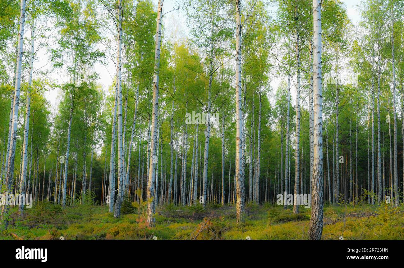 Forest landscape in Finland in spring Stock Photo - Alamy