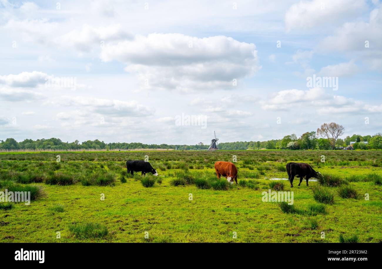 Rural landscape with windmill and cows in Drenthe, Netherlands Stock ...