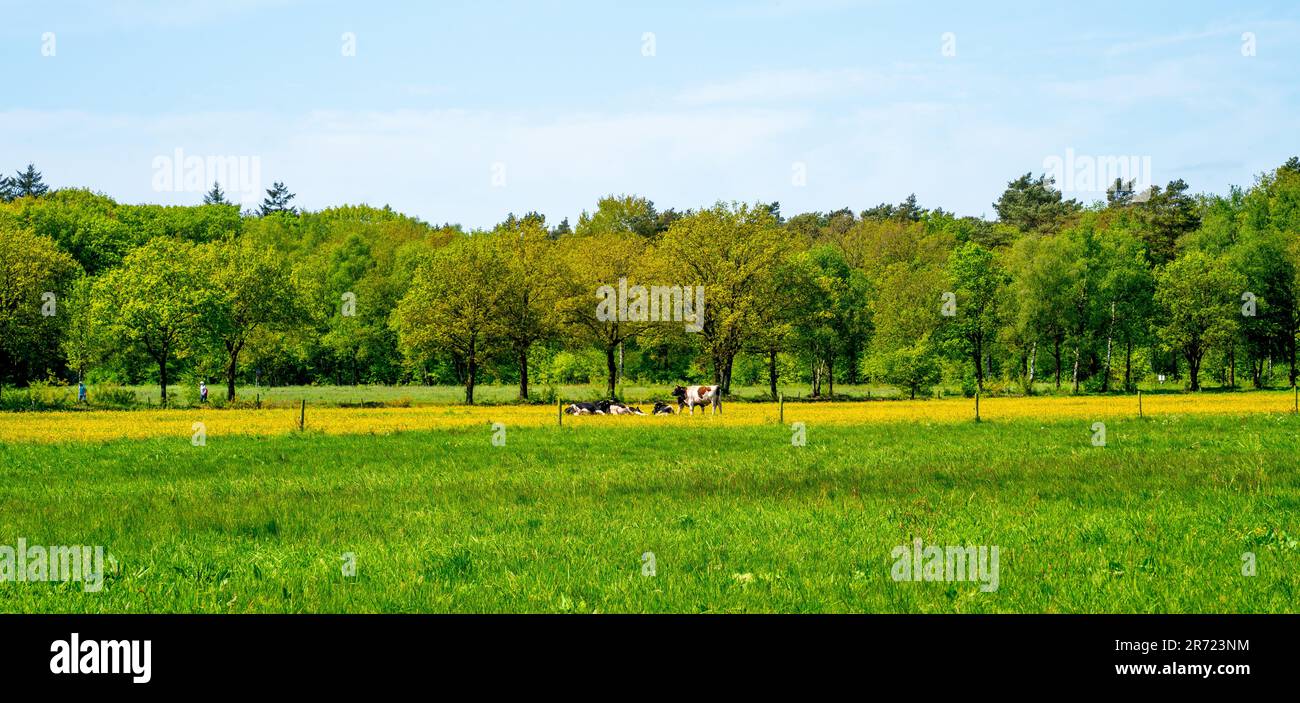 Rural landscape with cows in Drenthe, Netherlands Stock Photo - Alamy