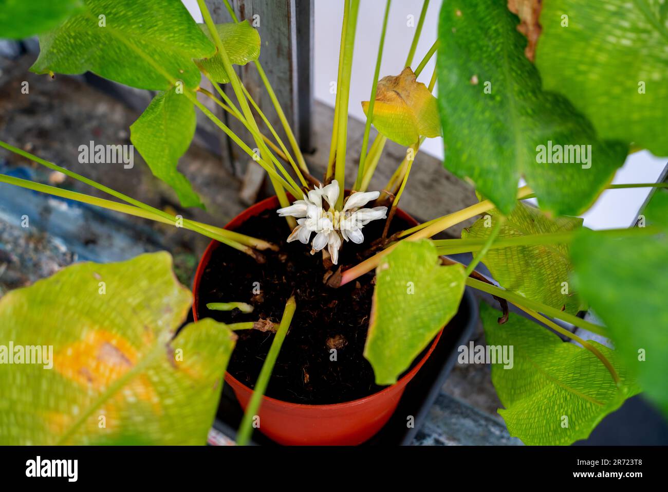 White flowers of Calathea musaica network Stock Photo - Alamy