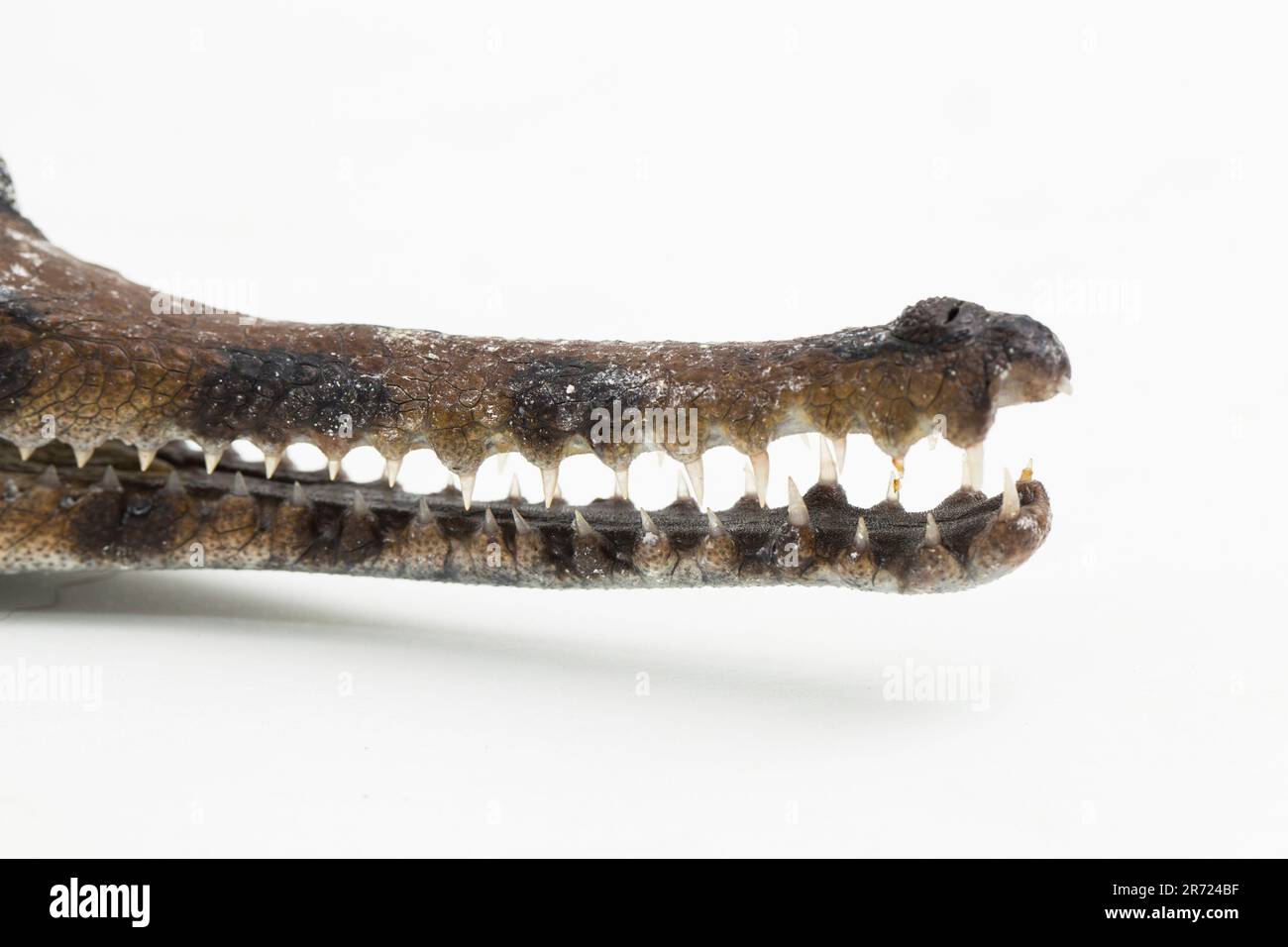 false gharial crocodile (Tomistoma schlegelii) isolated on white ...