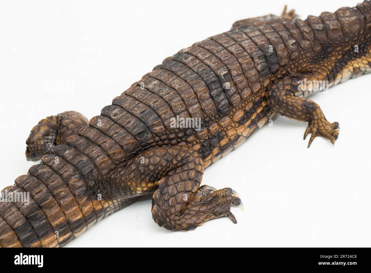 false gharial crocodile (Tomistoma schlegelii) isolated on white ...