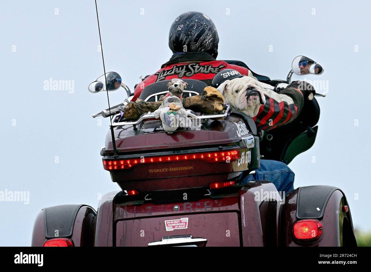 Pacific Grove, California, USA. 12th June, 2023. Snap, an English ...