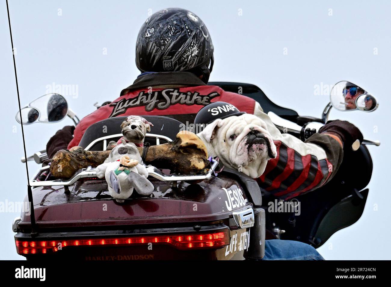 Pacific Grove, California, USA. 12th June, 2023. Snap, an English ...