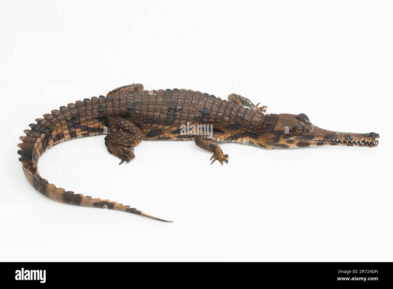 false gharial crocodile (Tomistoma schlegelii) isolated on white ...