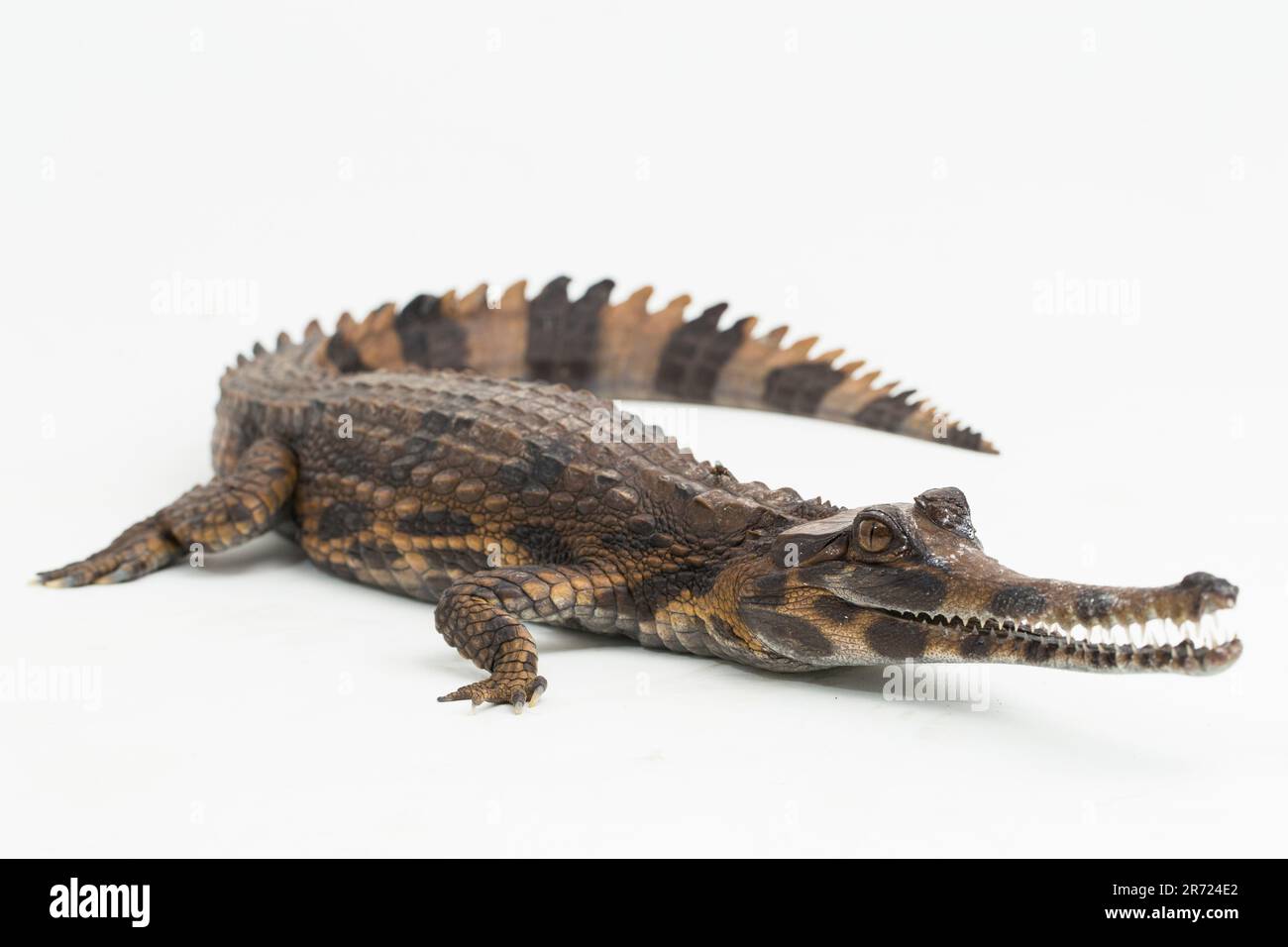 false gharial crocodile (Tomistoma schlegelii) isolated on white ...