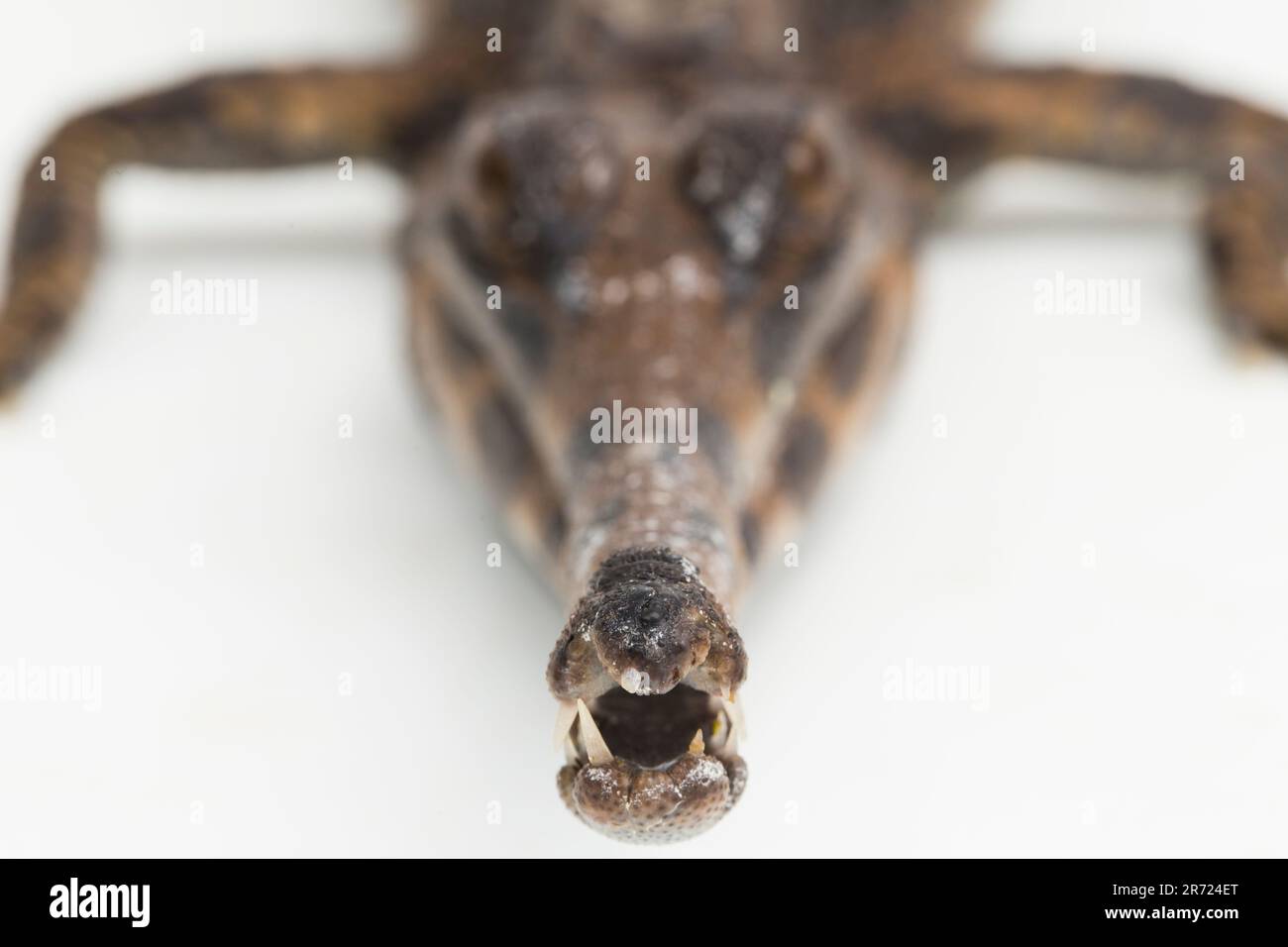 false gharial crocodile (Tomistoma schlegelii) isolated on white ...