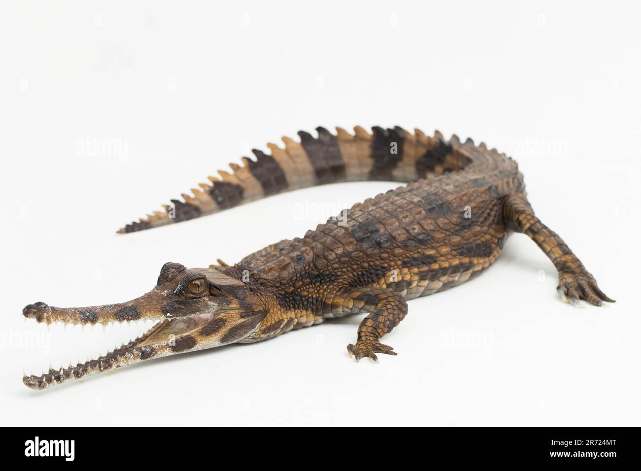 false gharial crocodile (Tomistoma schlegelii) isolated on white ...