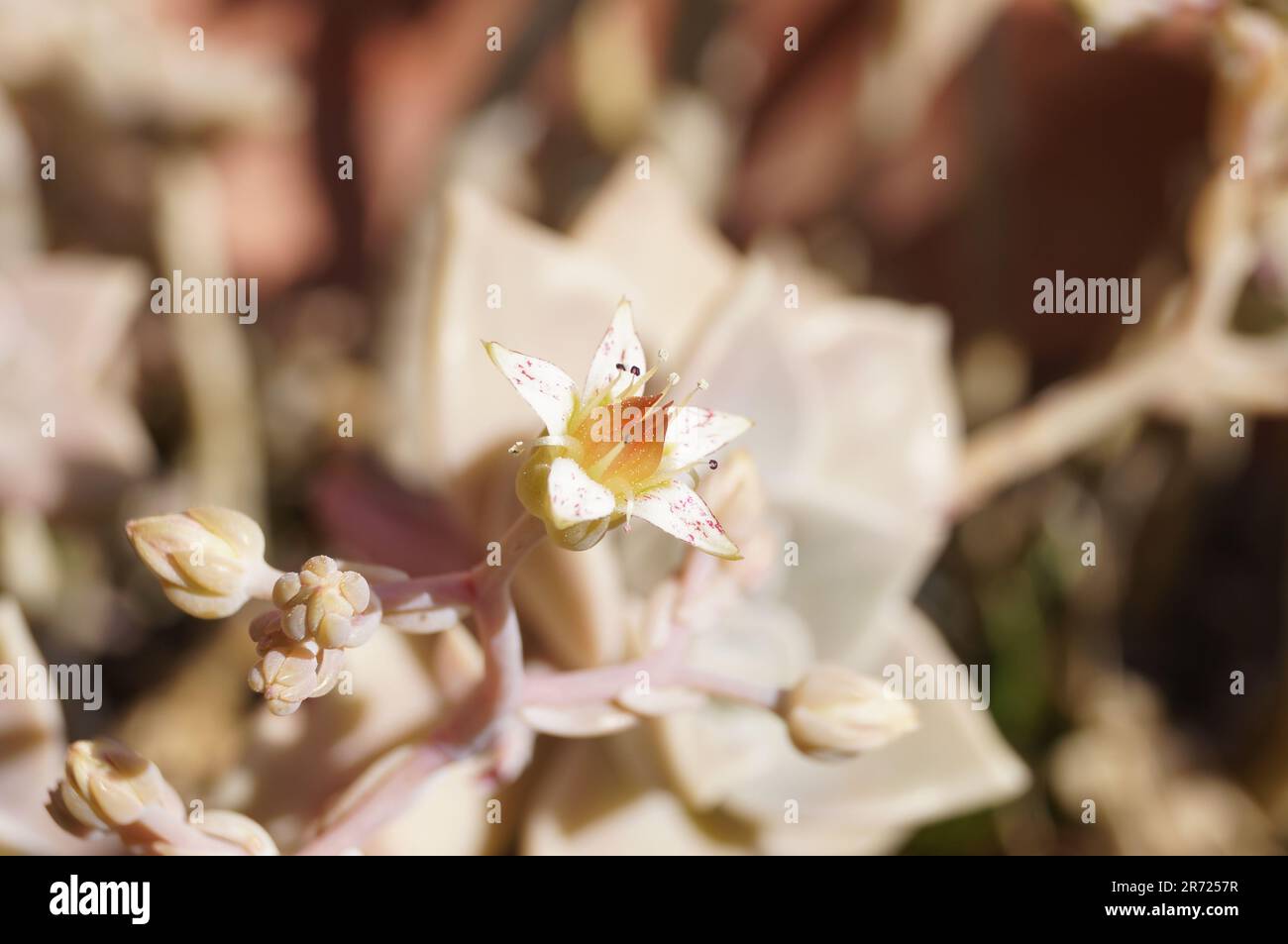 Close up photograph of a Graptopetalum Paraguayense (Ghost-plant ...