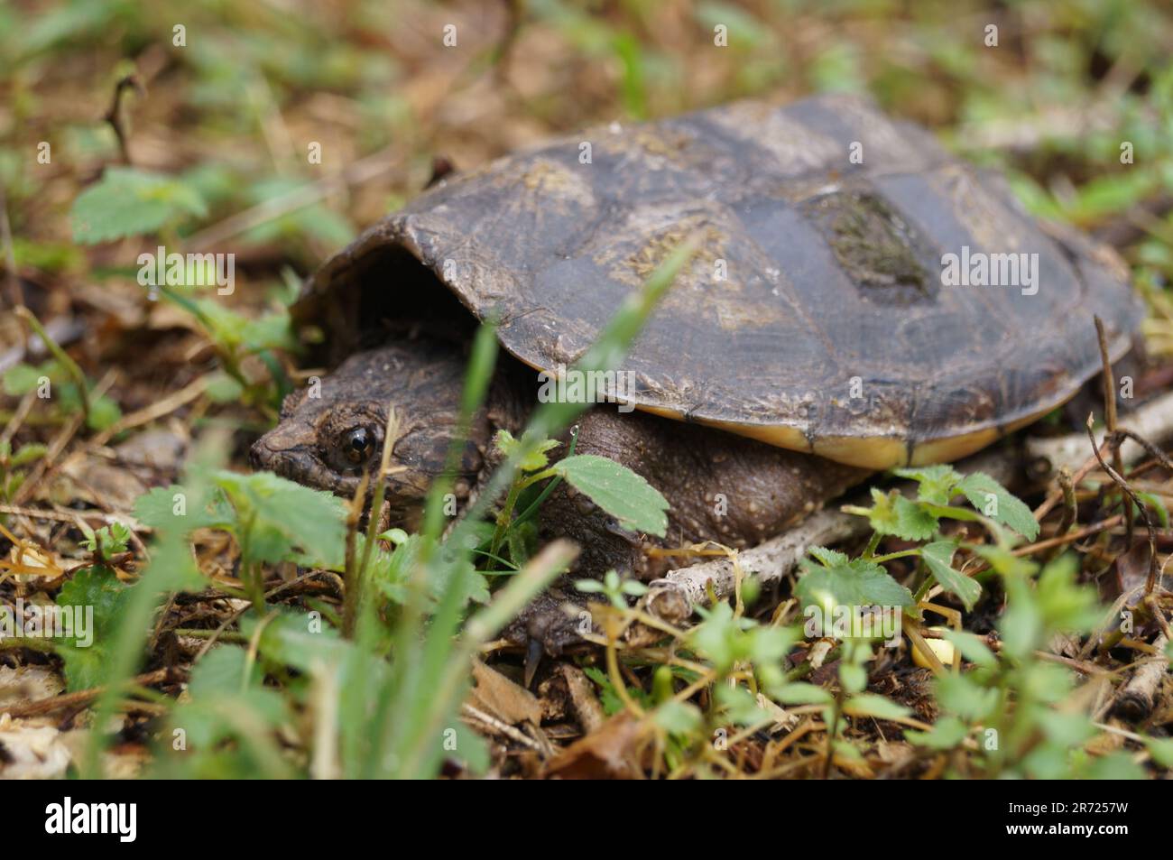 Snapping turtle photograph hi-res stock photography and images - Alamy