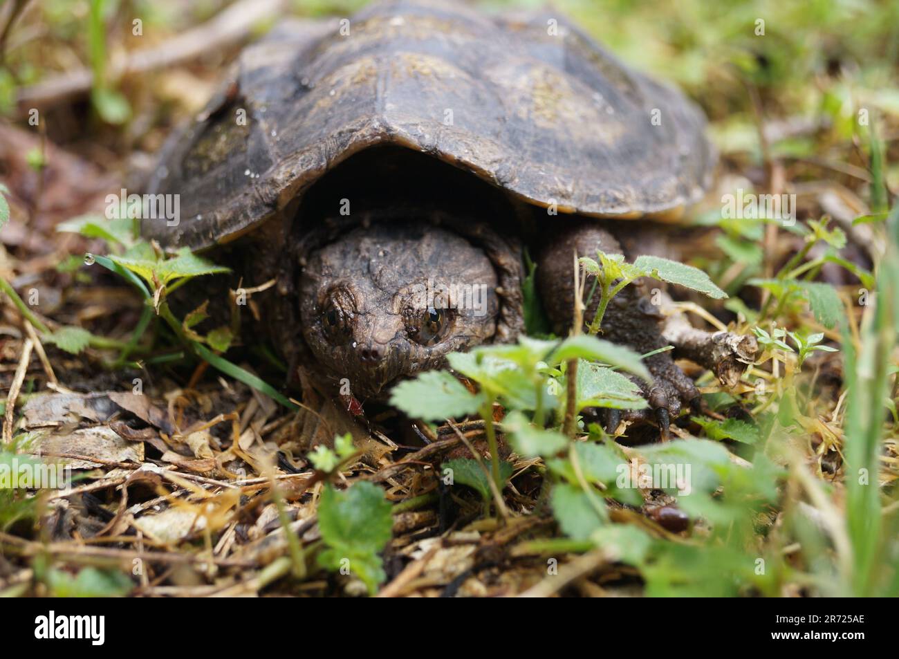 Snapping turtle photograph hi-res stock photography and images - Alamy