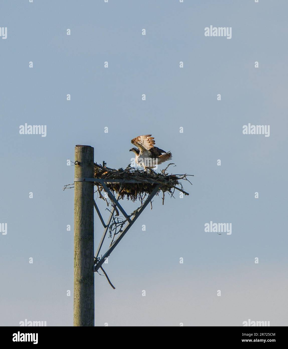 Osprey couple nesting in spring in the archipelago Stock Photo - Alamy