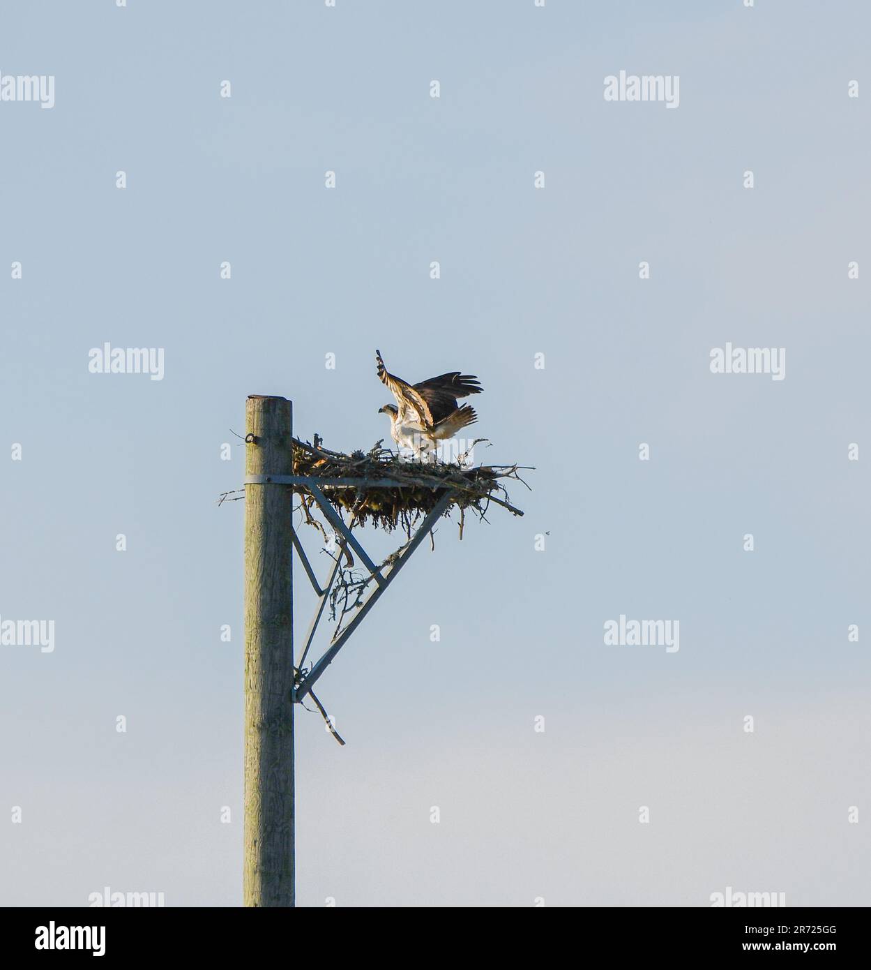 Osprey couple nesting in spring in the archipelago Stock Photo - Alamy