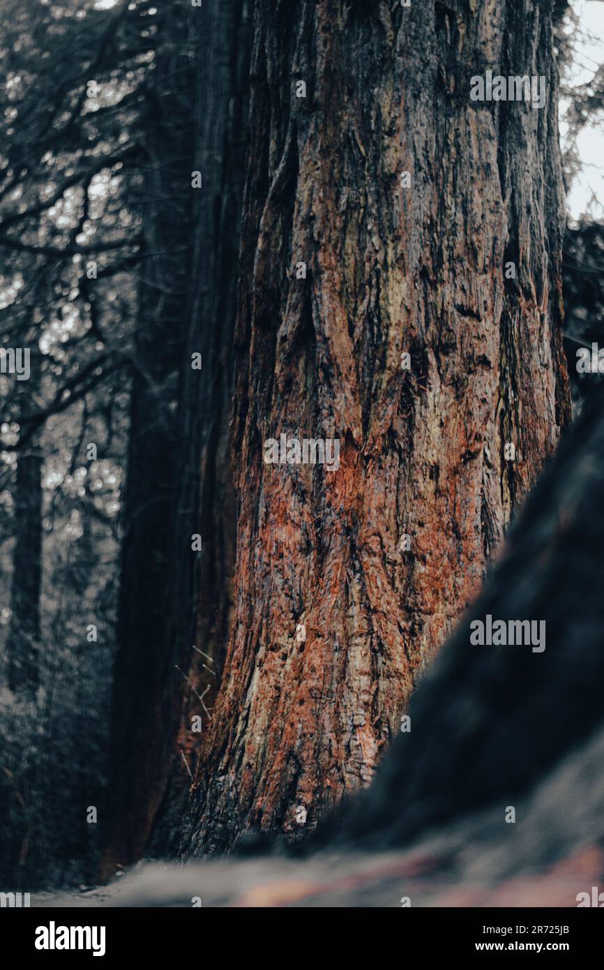 Stout sturdy branches hi-res stock photography and images - Alamy