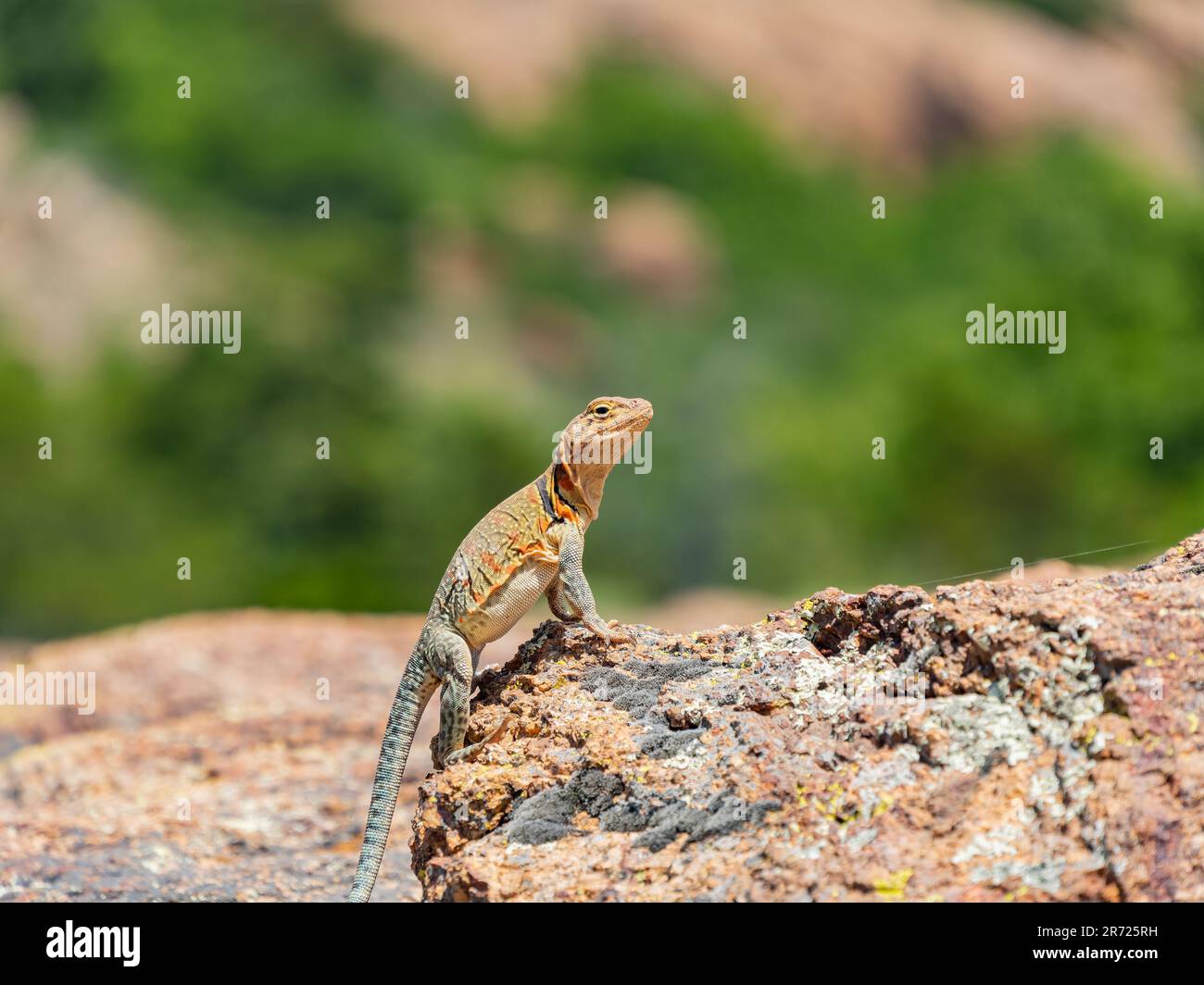 Collared lizard america hi-res stock photography and images - Alamy
