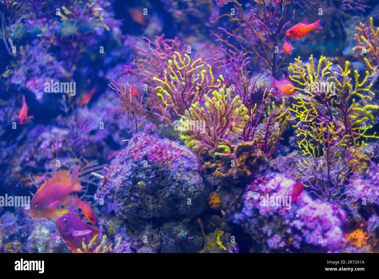 Colorful deep sea . Awesome Coral Reef Stock Photo - Alamy