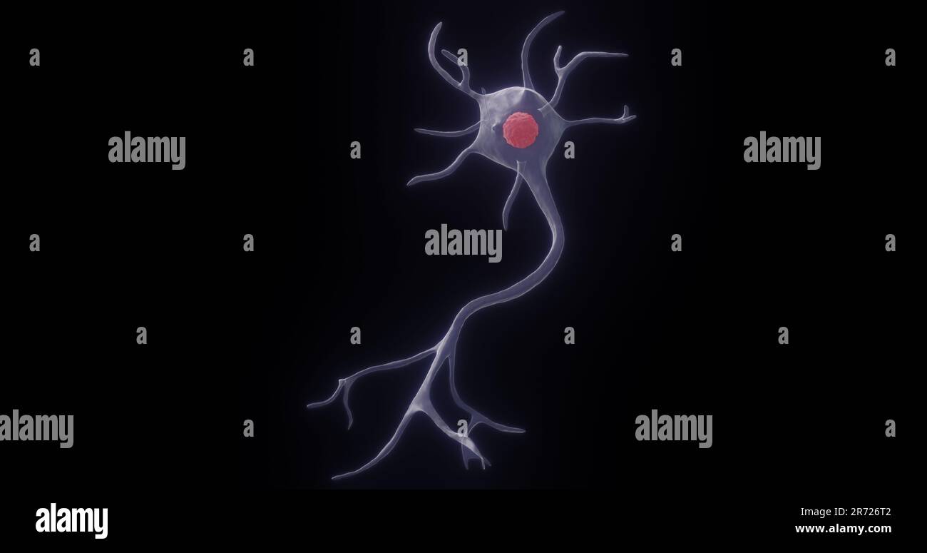 Multipolar neuron hi-res stock photography and images - Alamy