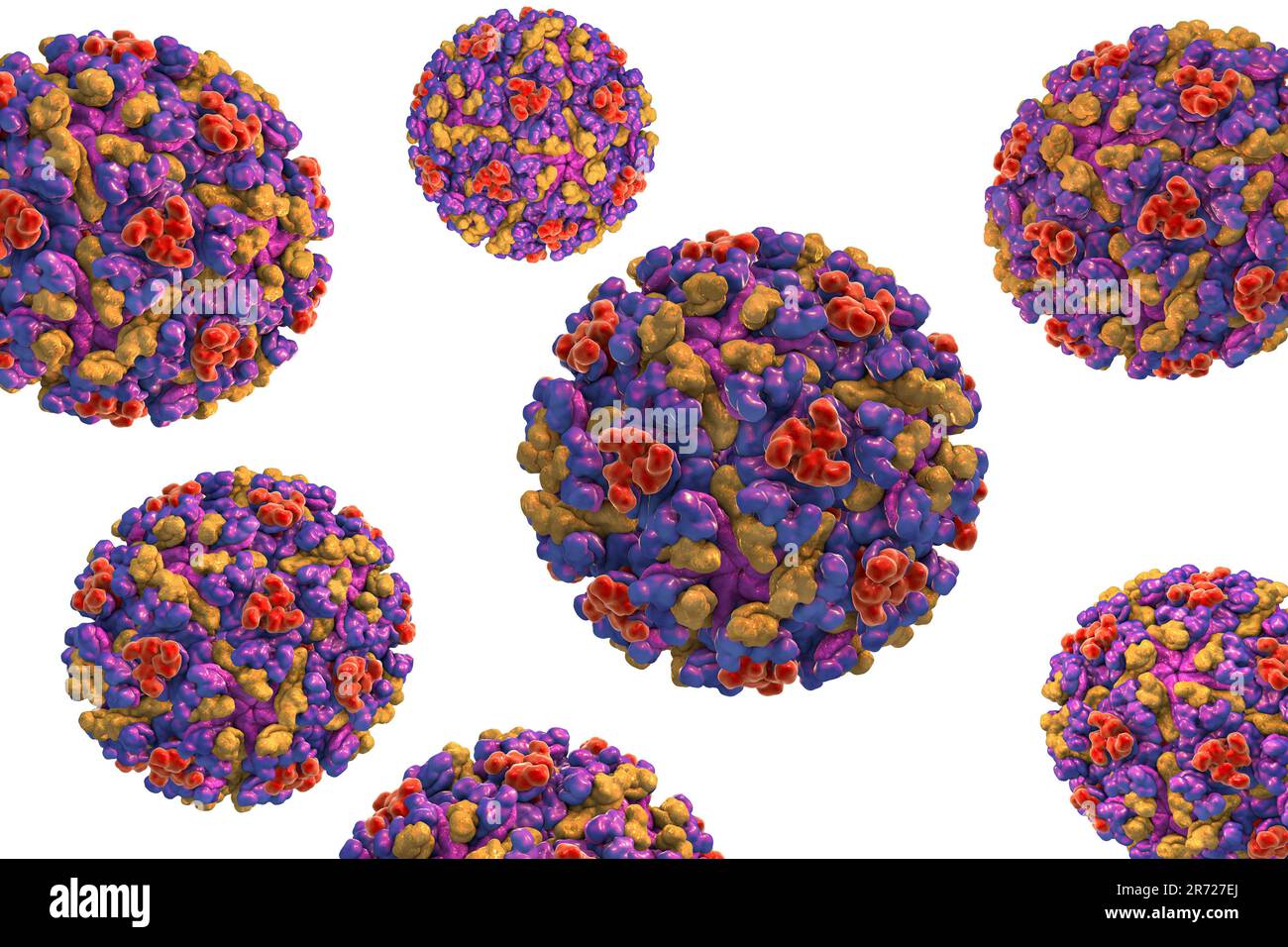 Eastern equine encephalitis virus, computer illustration. The virus is ...