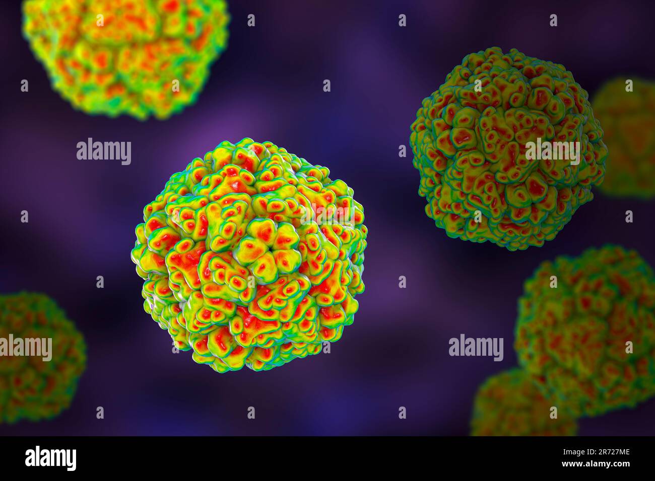 Enteroviruses, computer illustration. Enterovirus is a genus of ...
