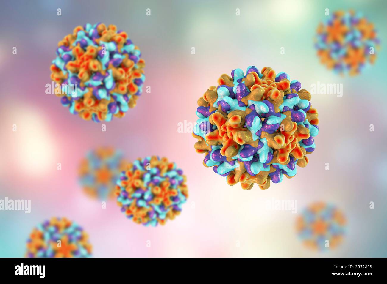 Hepatitis B viruses, a species of the genus Orthohepadnavirus, which is ...
